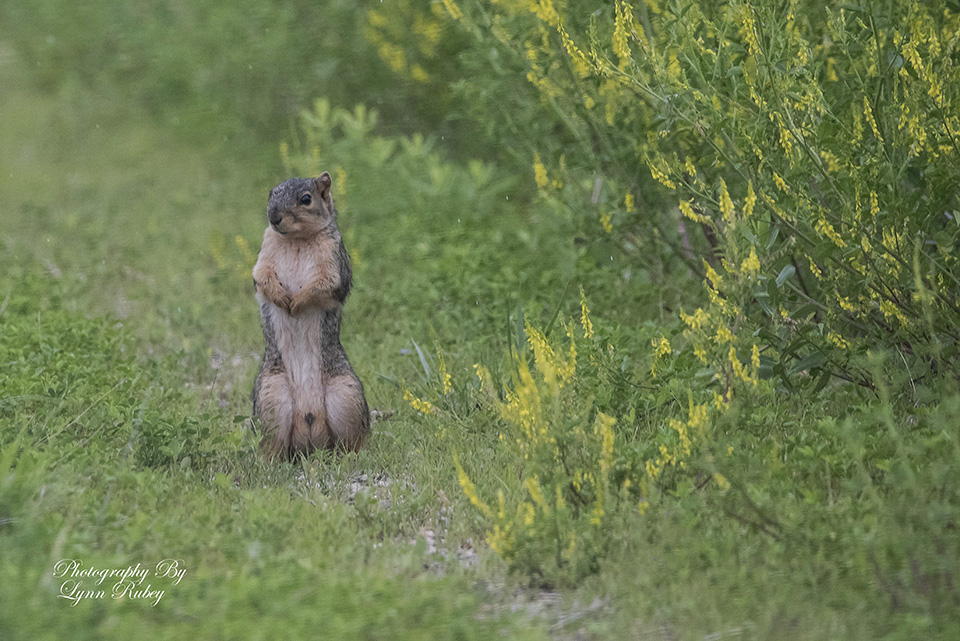 Eastern Fox Squirrel Range