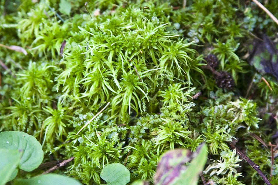 Minnesota Seasons Sphagnum Moss Sphagnum Spp 