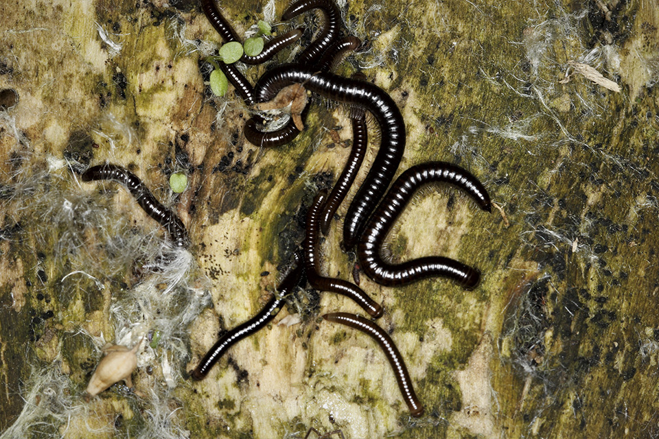 Minnesota Seasons - Unknown Centipedes and Millipedes