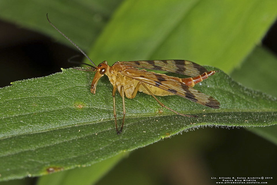Panorpidae Larvae